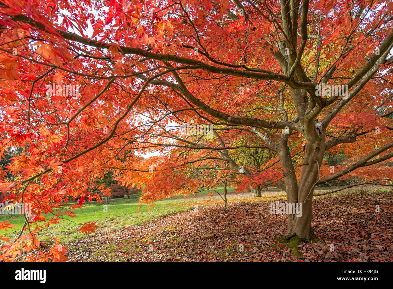 Tree maple trees maples hi-res stock photography and images - Alamy