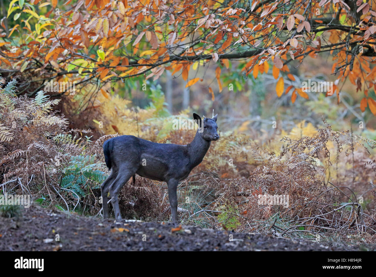 Male pricket Fallow Deer in the Forest of Dean Stock Photo - Alamy