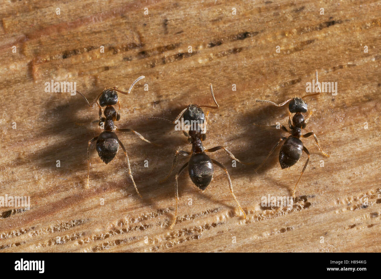 Black Garden Ant (Lasius niger) three feeding, England Stock Photo - Alamy