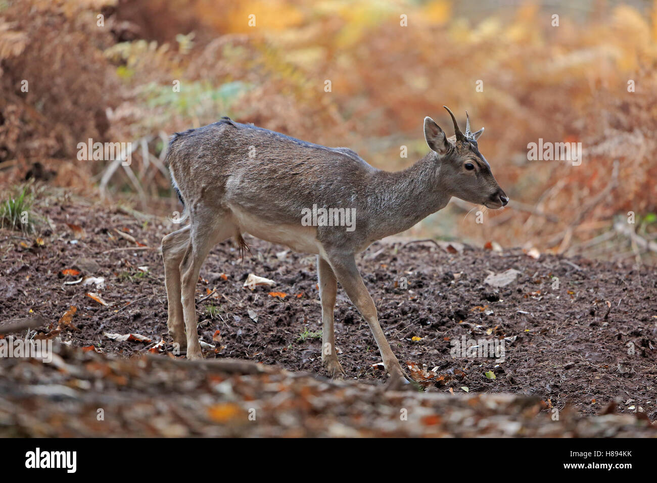 Pricket hi-res stock photography and images - Alamy