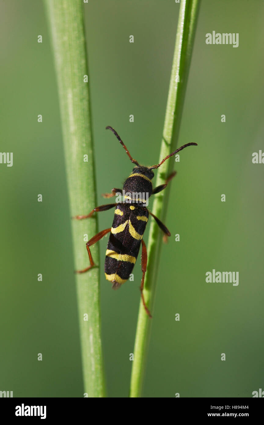 Wasp Beetle (Clytus arietis) on plant stem Stock Photo - Alamy