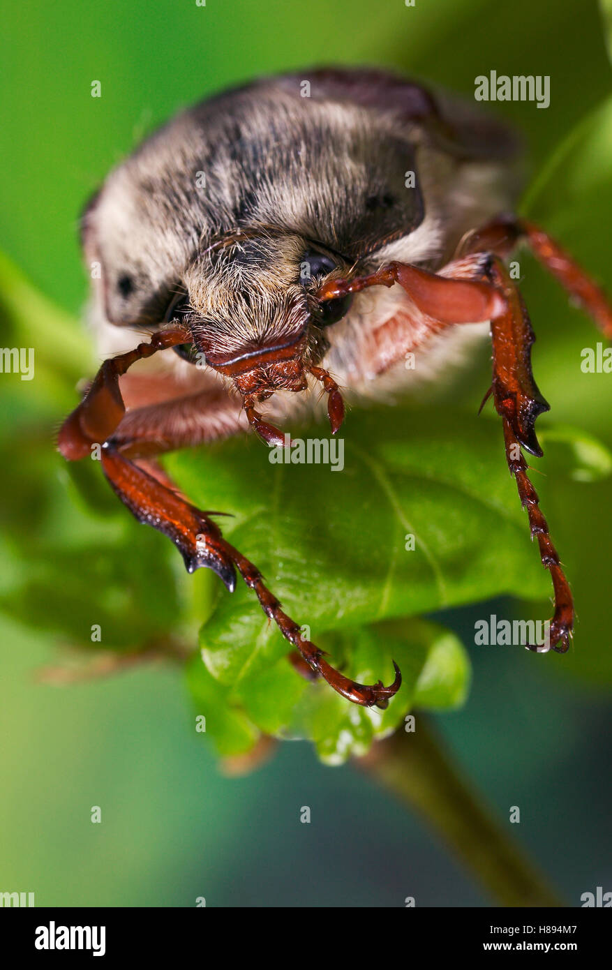 Common Cockchafer (Melolontha melolontha) on leaf Stock Photo - Alamy