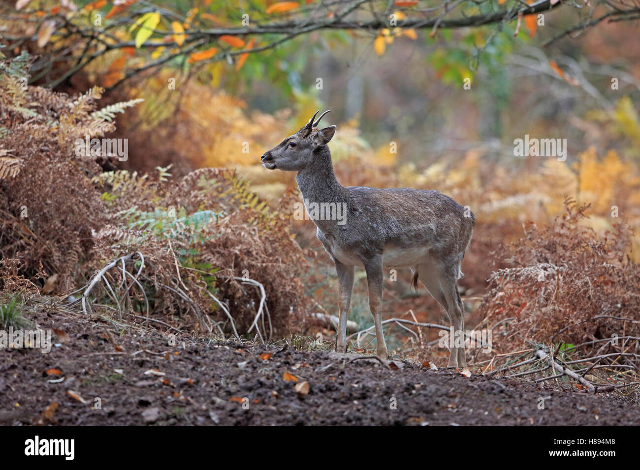 Male pricket Fallow Deer in the Forest of Dean Stock Photo - Alamy