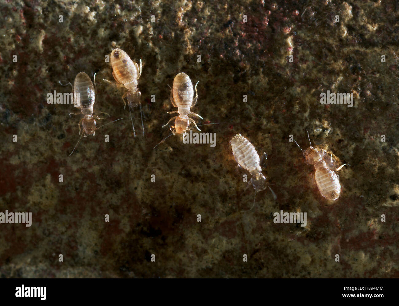 Lice feeding on fungus, Sussex, England Stock Photo - Alamy
