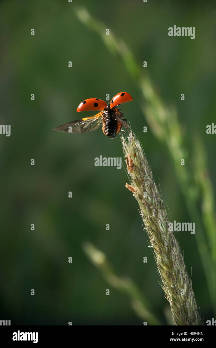 Seven-spotted Ladybird (Coccinella septempunctata) taking off Stock ...