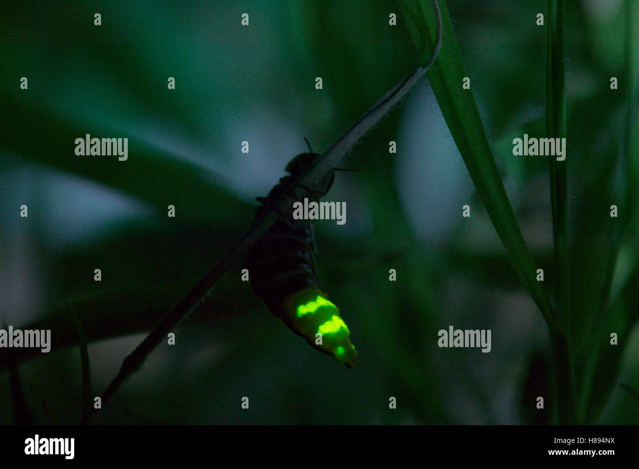 Common Glow Worm (Lampyris noctiluca) female glowing, Sussex, England ...