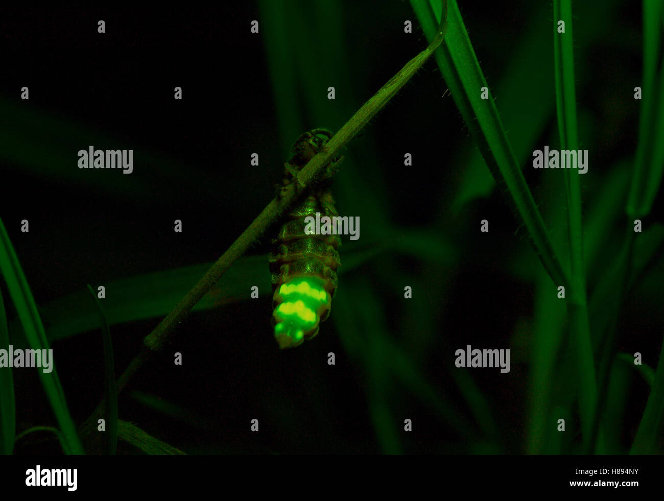 Common Glow Worm (Lampyris noctiluca) female glowing, Sussex, England ...