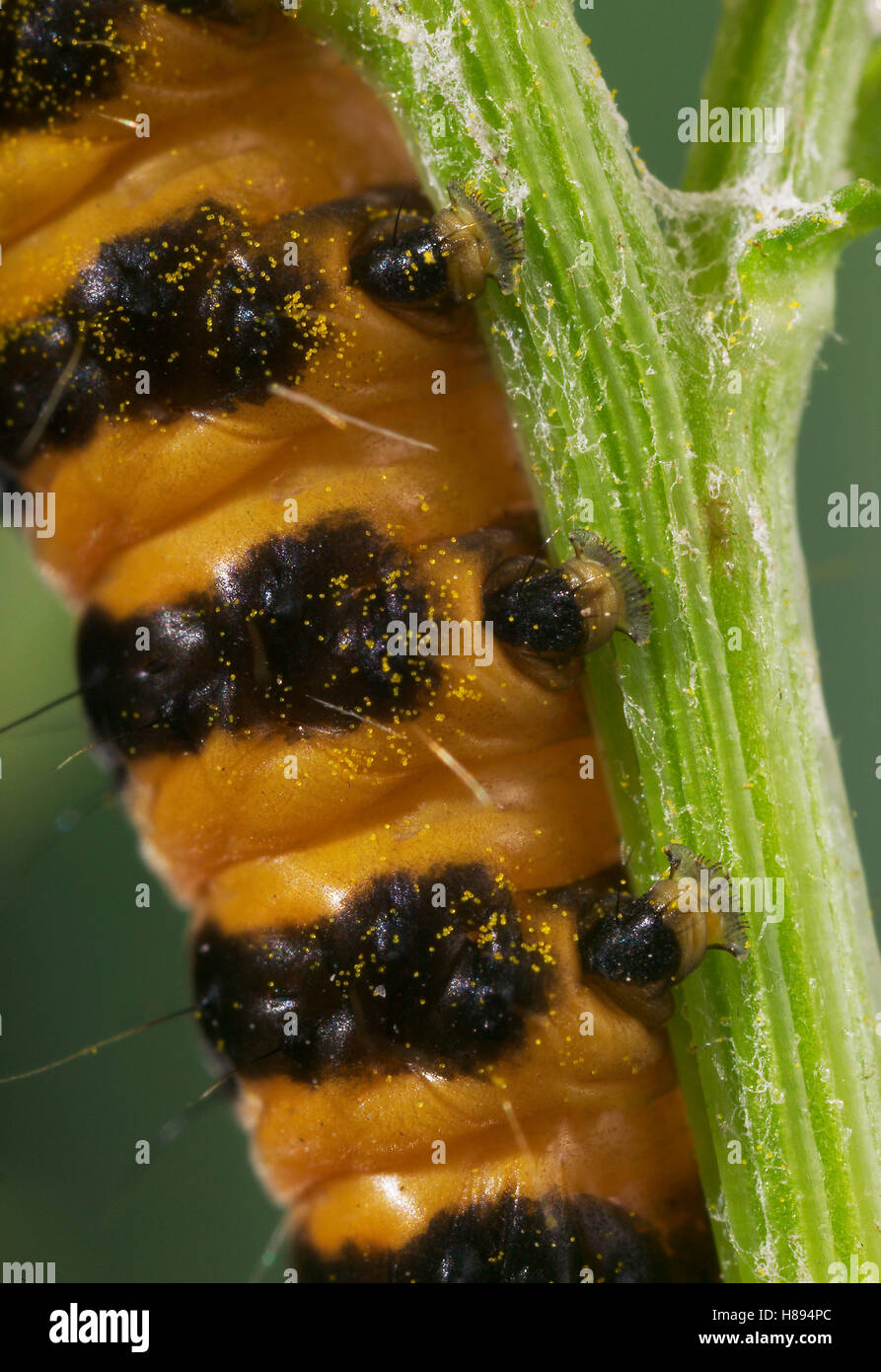 Cinnabar Moth (Tyria jacobaeae) larva showing false feet exhibiting ...