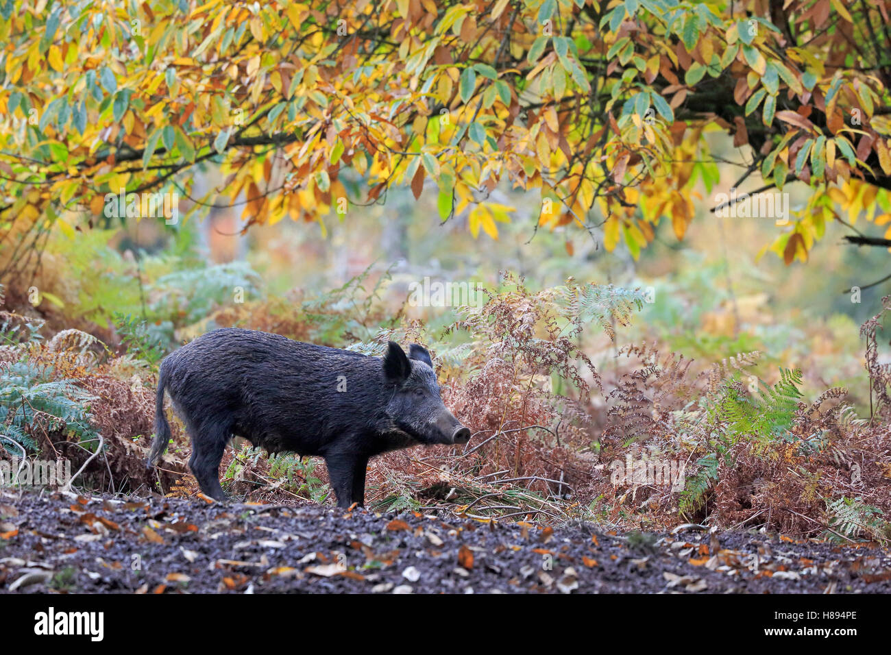 Wild Boar in the Forest of Dean in the autumn Stock Photo - Alamy