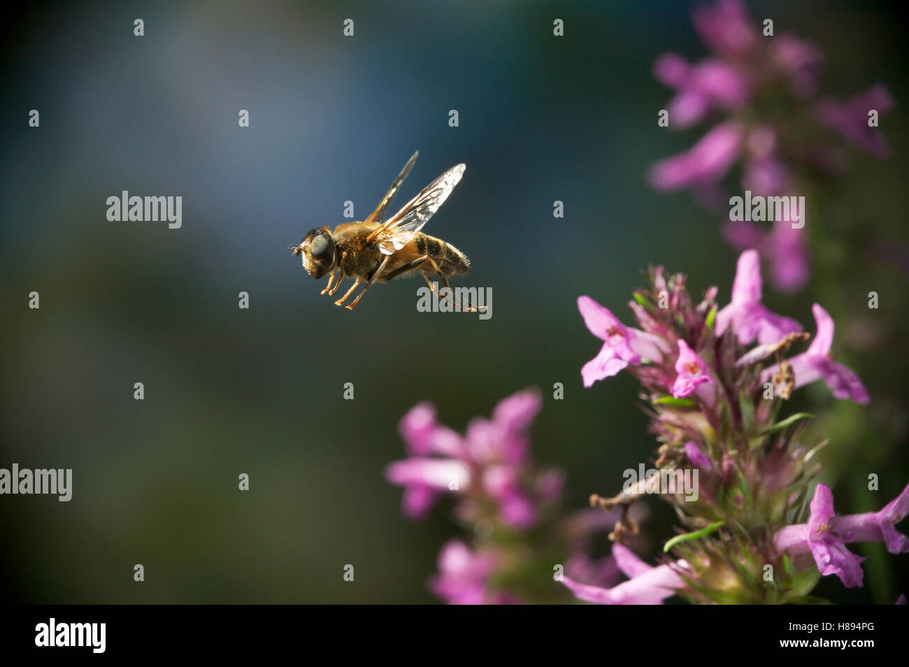 Drone Fly (Eristalis tenax) flying Stock Photo - Alamy