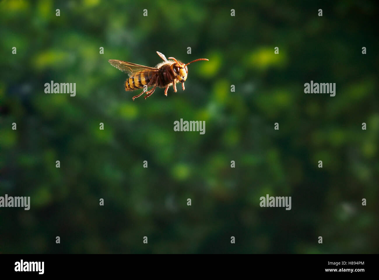 European Hornet (Vespa crabro) flying, Sussex, England Stock Photo - Alamy