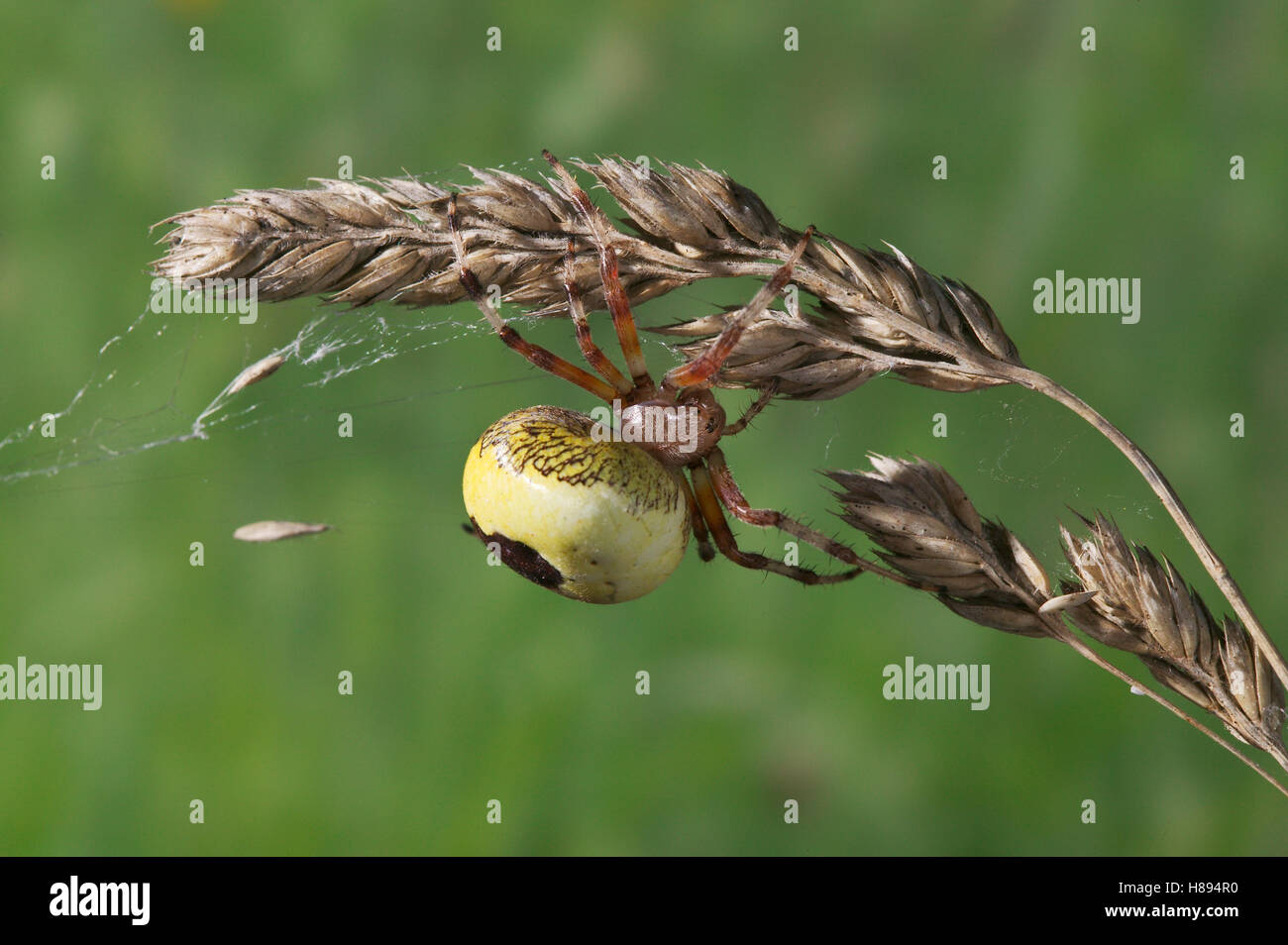 Marbled Orb Weaver (Araneus marmoreus) on grass, England Stock Photo ...
