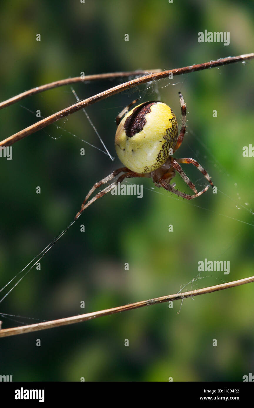 Marbled Orb Weaver (Araneus marmoreus) spinning web between twigs ...