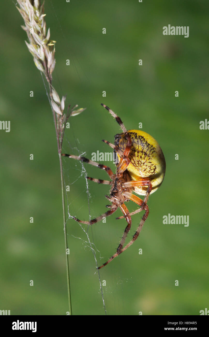 Marbled Orb Weaver (Araneus marmoreus) on grass, England Stock Photo ...