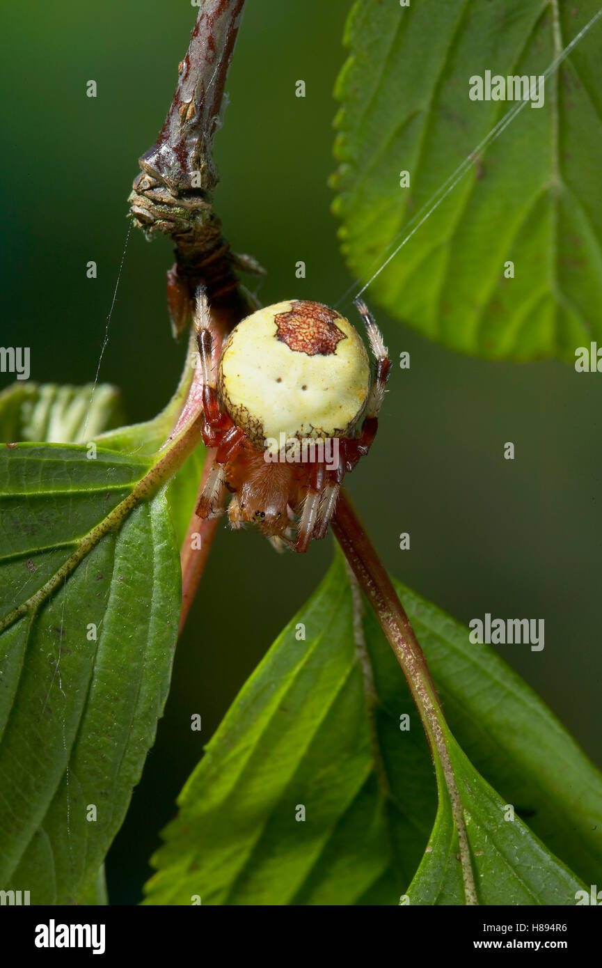 Marbled Orb Weaver (Araneus marmoreus) among foliage, England Stock ...