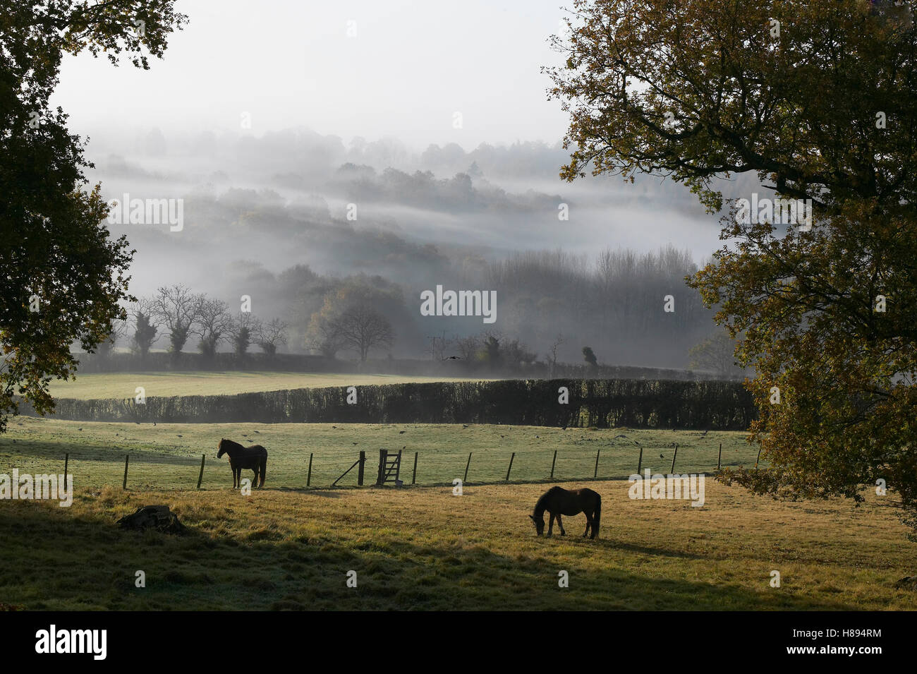 View towards the South Downs over Sussex Weald, England Stock Photo - Alamy