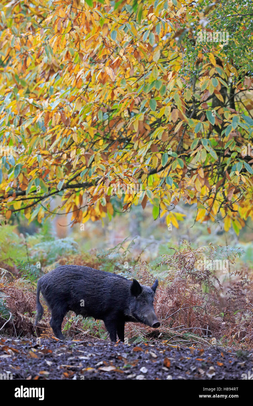 Female Wild Boar in the Forest of Dean in the autumn Stock Photo - Alamy