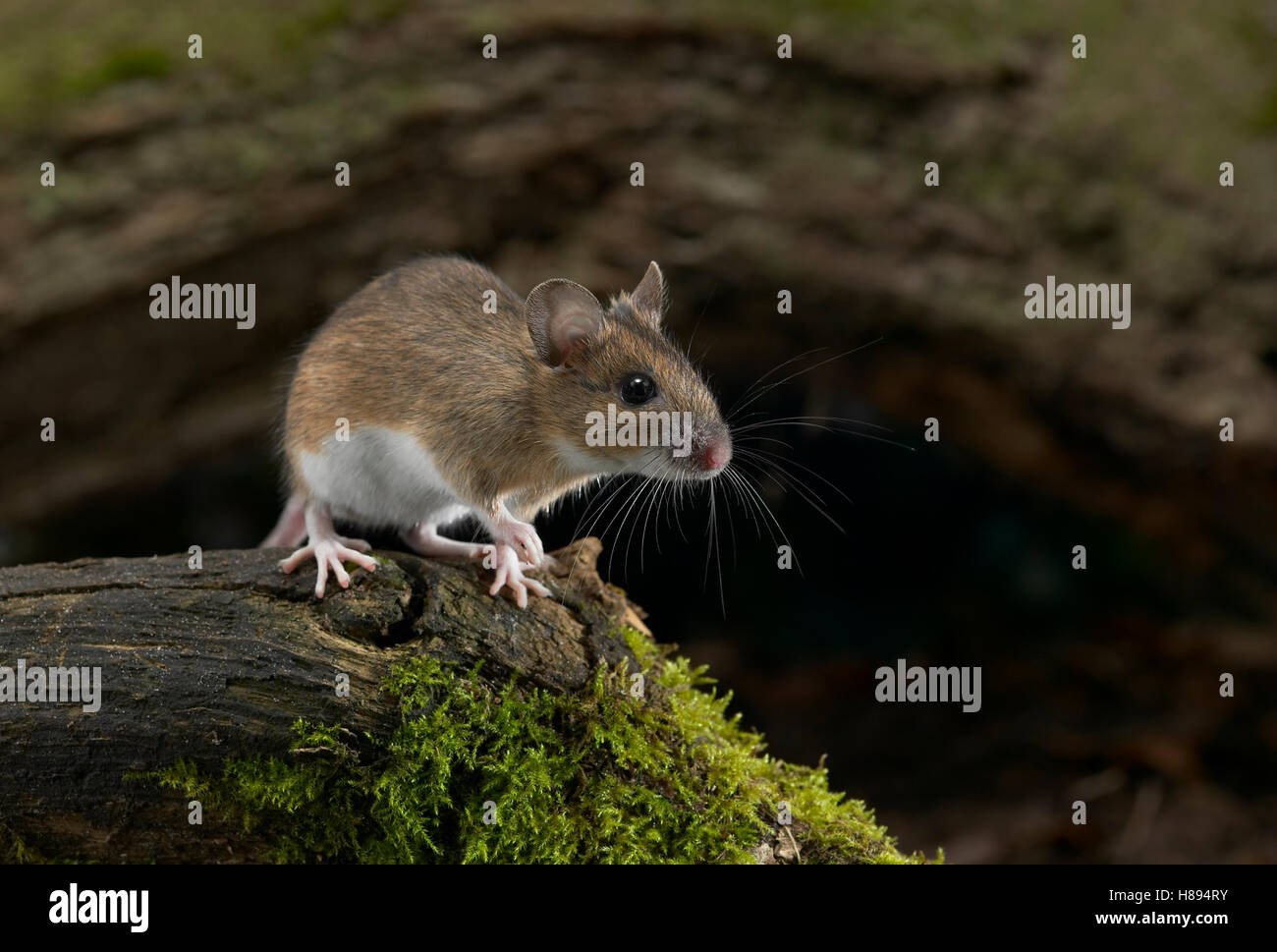 Yellow-necked Field Mouse (Apodemus flavicollis) on moss-covered log ...