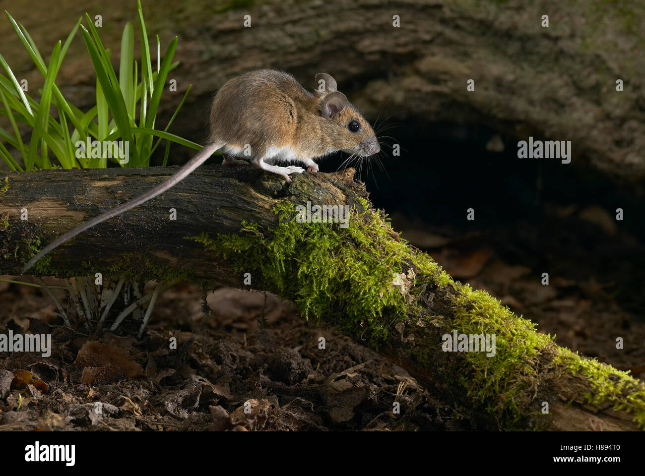 Yellow-necked Field Mouse (Apodemus flavicollis) on moss-covered log ...