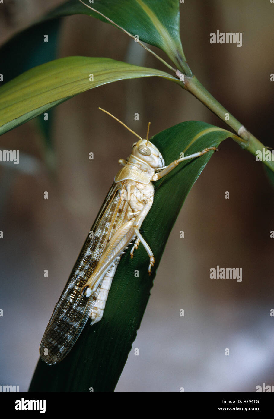 Desert Locust (Schistocerca gregaria) male, solitary phase, native to ...