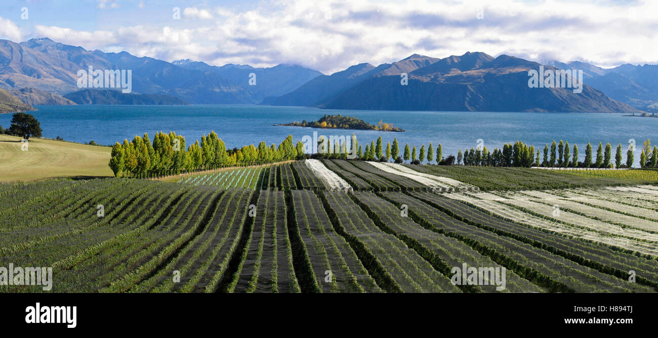 Rippon vineyard, Otago, South Island, New Zealand Stock Photo - Alamy