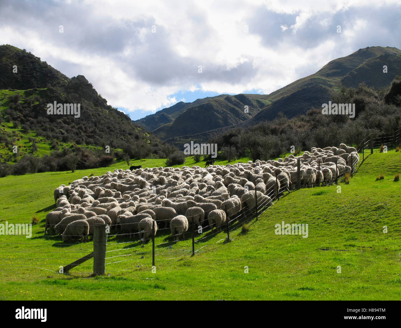 Domestic Sheep (Ovis aries), merino sheep herd, Otago, South Island ...