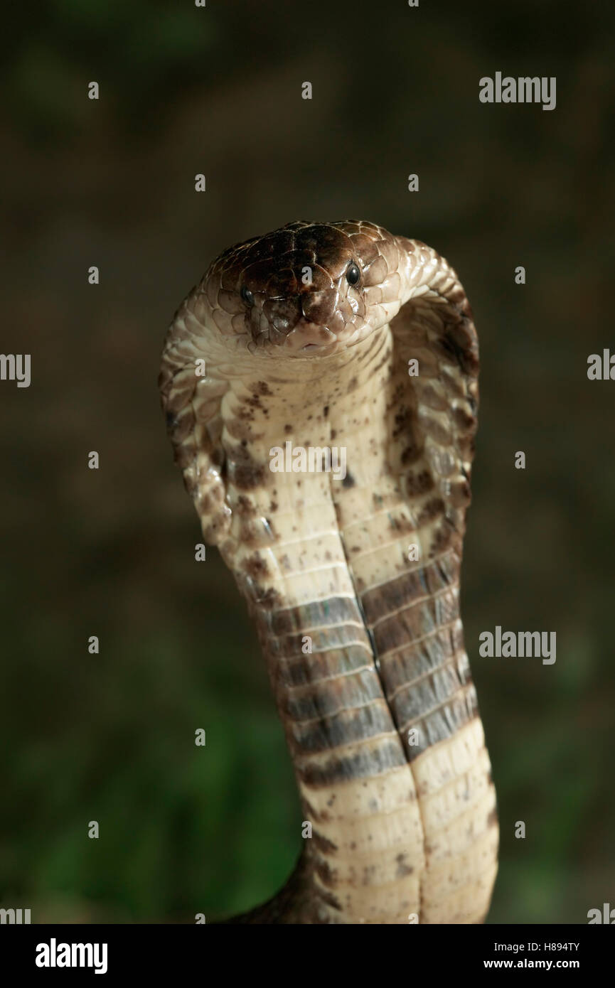 Monocled Cobra (Naja naja kaouthia) portrait with expanded hood ...