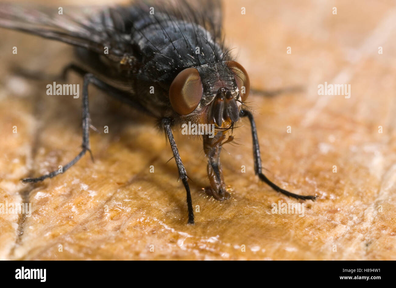 House Fly (Musca domestica) feeding with long proboscis, pest insect ...