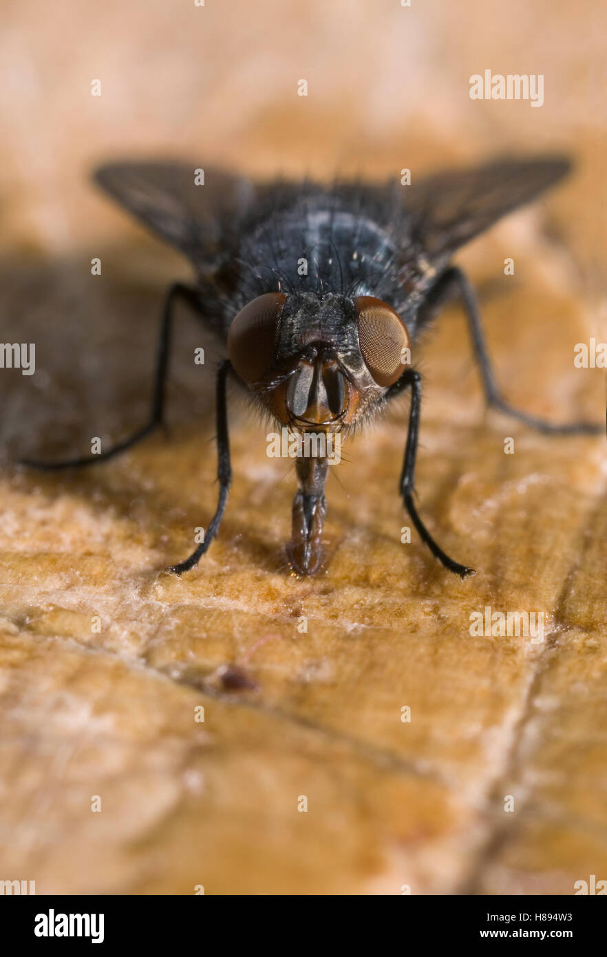 House Fly (Musca domestica) showing compound eyes and long proboscis ...