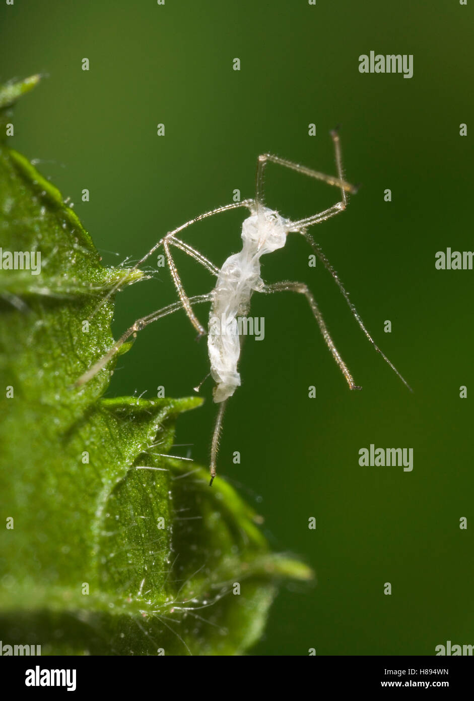 Aphid (Aphididae) shed skin, Europe Stock Photo - Alamy
