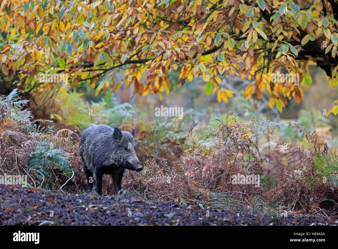 Wild Boar in the Forest of Dean in the autumn Stock Photo - Alamy