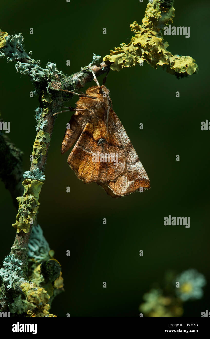 Early Thorn Moth (Selenia dentaria) one of the very rare examples of a ...