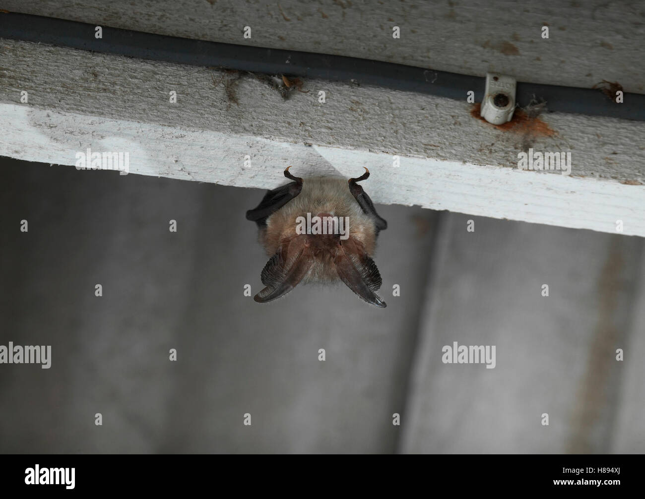Brown Long-eared Bat (Plecotus auritus) clinging to rafter in barn ...