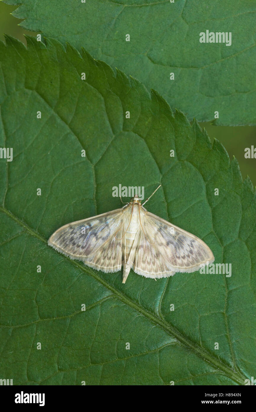 Mother of Pearl Moth (Pleuroptya ruralis) on leaf, Europe Stock Photo ...