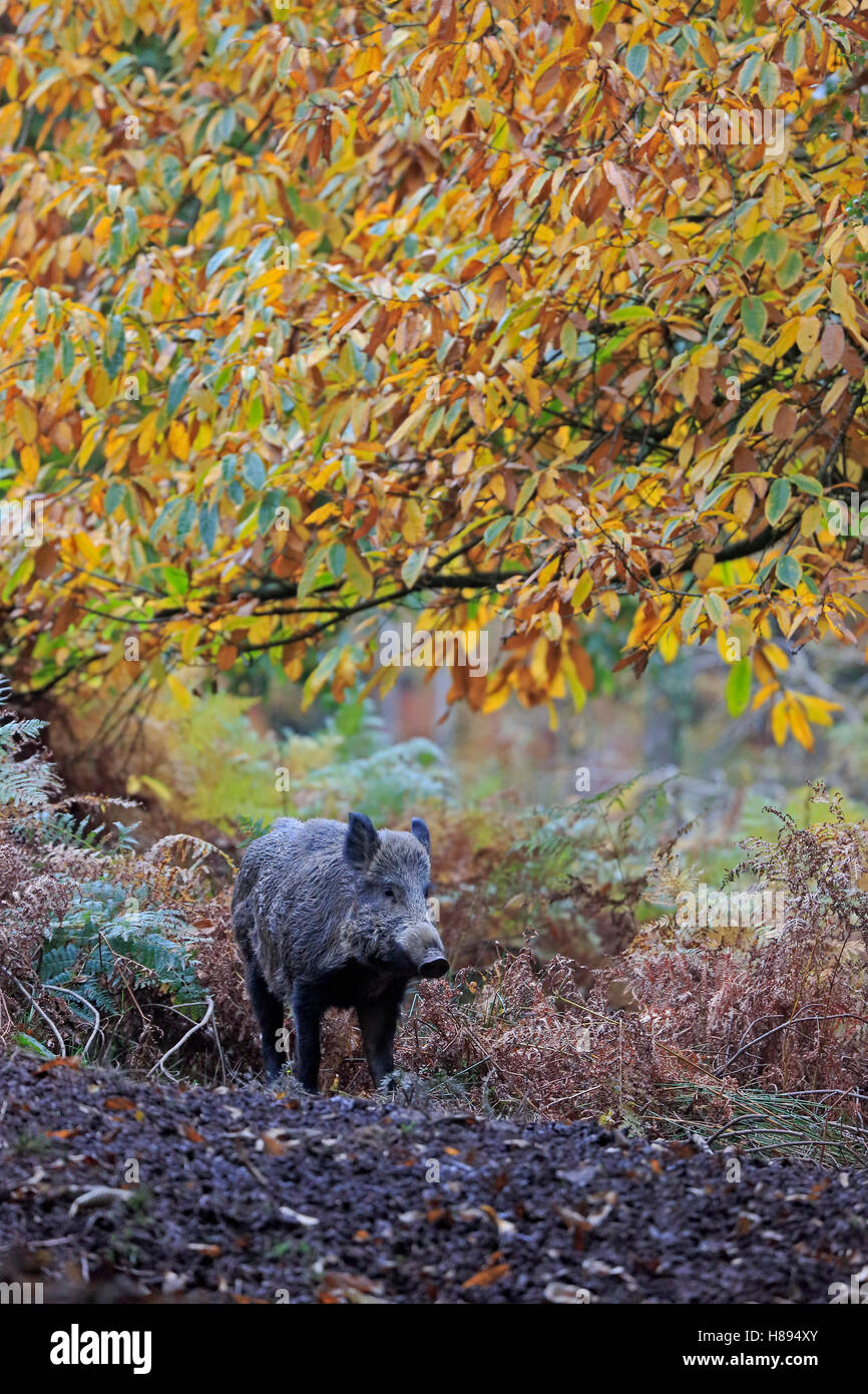 Wild Boar in the Forest of Dean in the autumn Stock Photo - Alamy