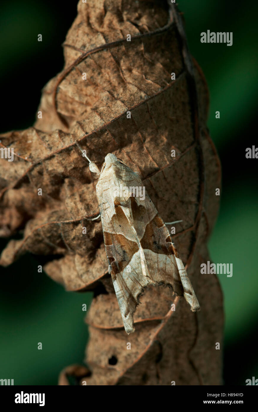Angle Shades (Phlogophora meticulosa) moth on dead leaf, Europe Stock ...