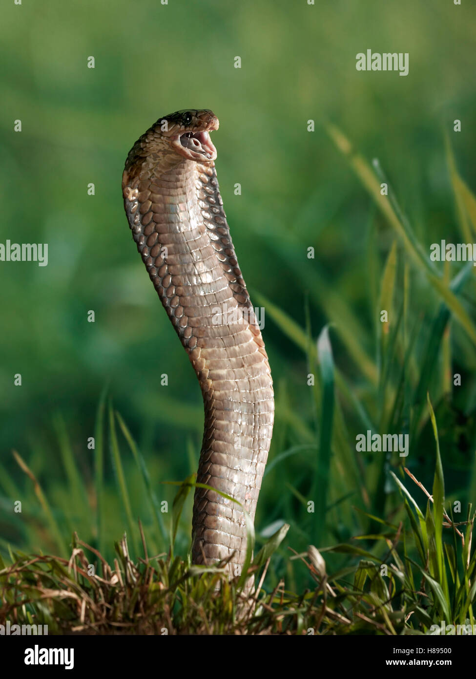 Black Desert Cobra (Walterinnesia aegyptia) about to strike, native to ...