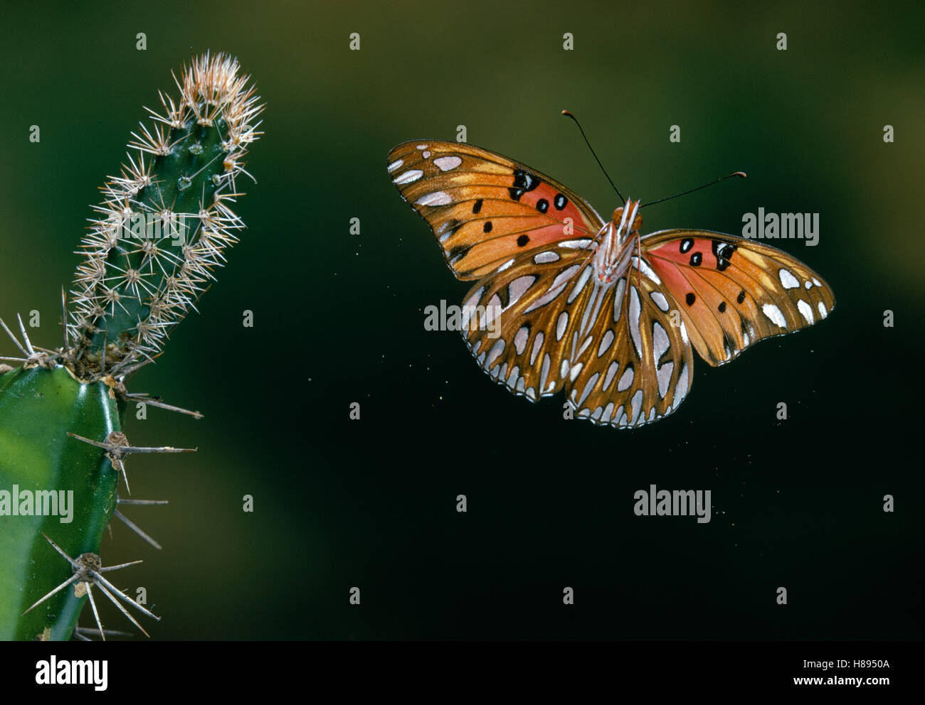 Gulf Fritillary (Agraulis vanillae) butterfly flying, Everglades ...