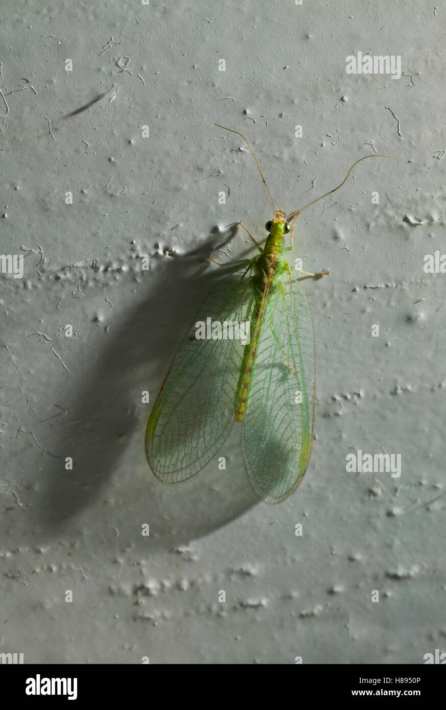 Lacewing (Chrysopa sp) on window-frame, Europe Stock Photo - Alamy