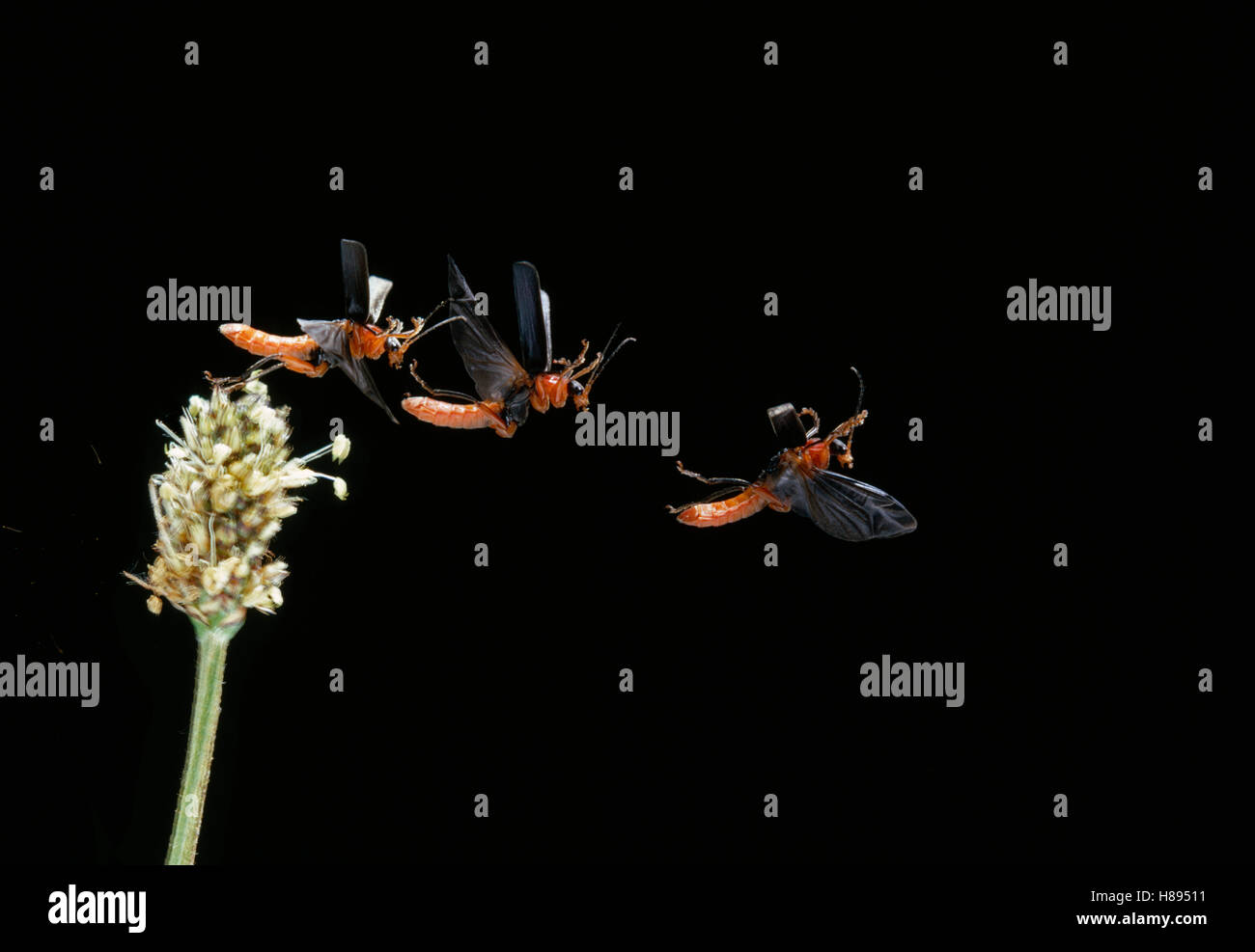 Soldier Beetle (Cantharis fusca) taking off, Europe, multiflash image ...