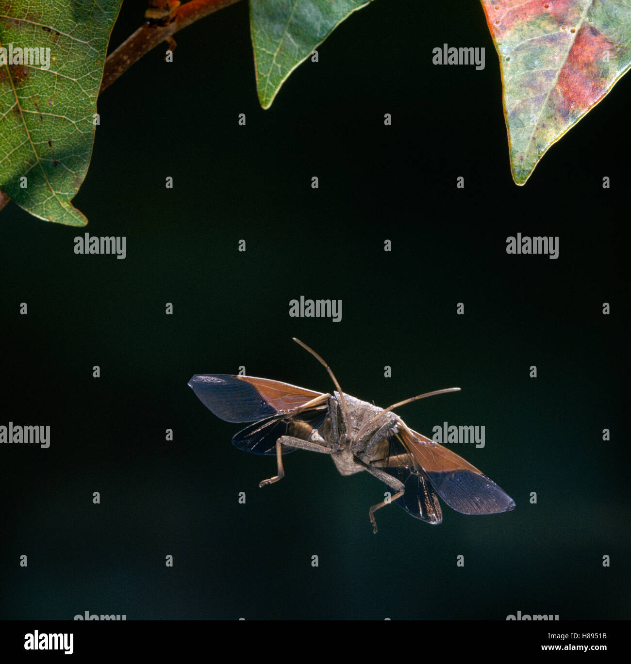 Squash Bug (Coridae) flying, Everglades National Park, Florida Stock ...