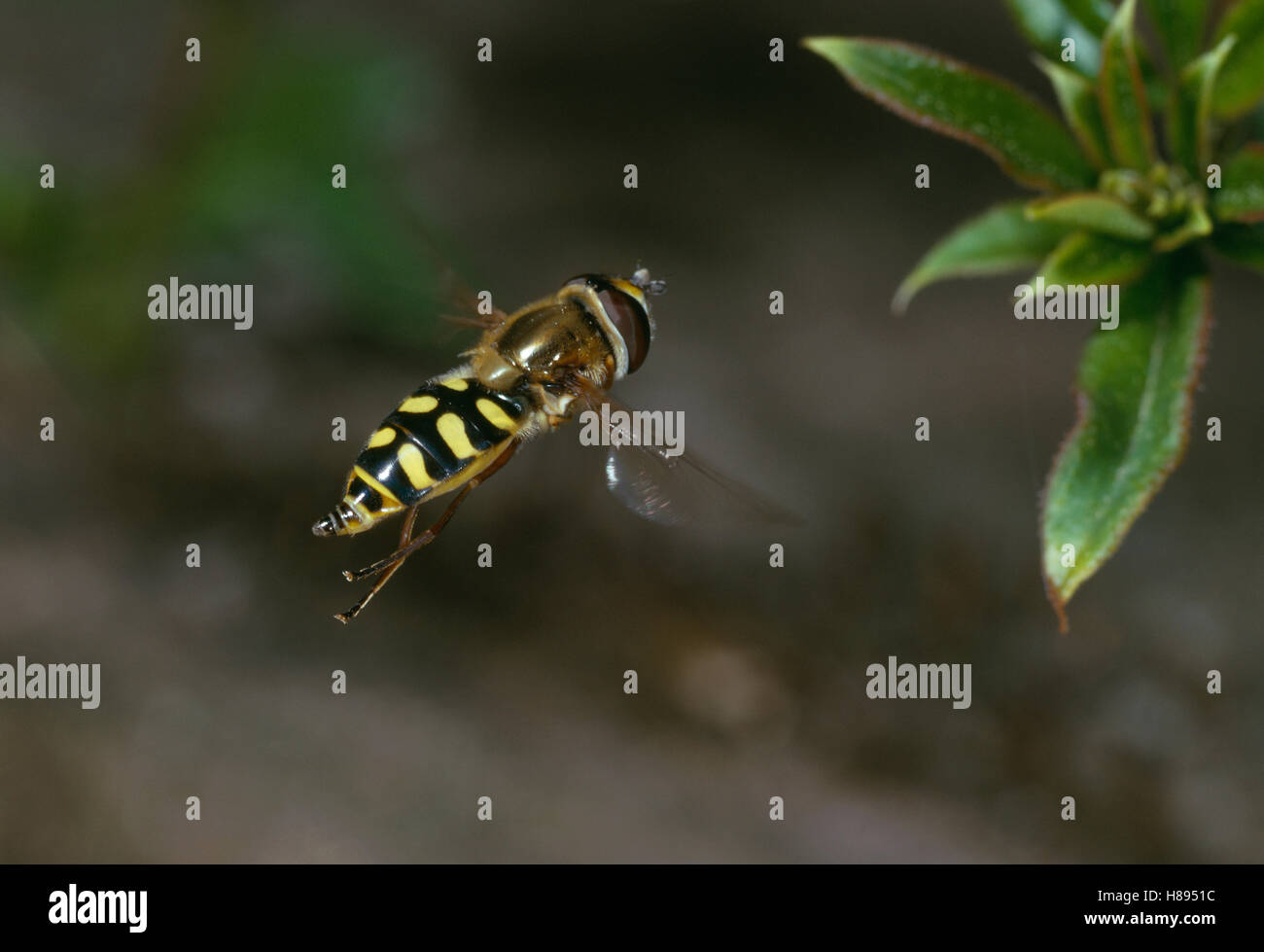 Hoverfly flying, Europe Stock Photo - Alamy