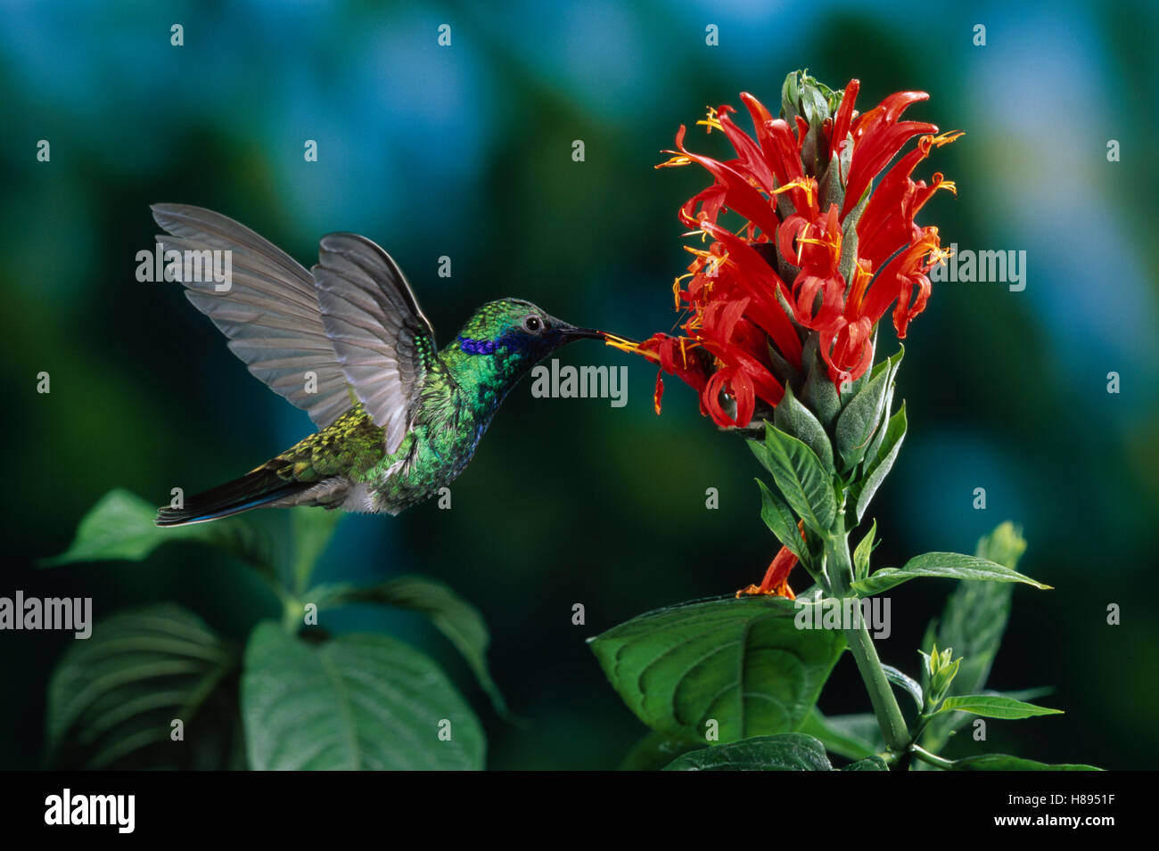 Sparkling Violet-ear (Colibri coruscans) hummingbird feeding on flower ...