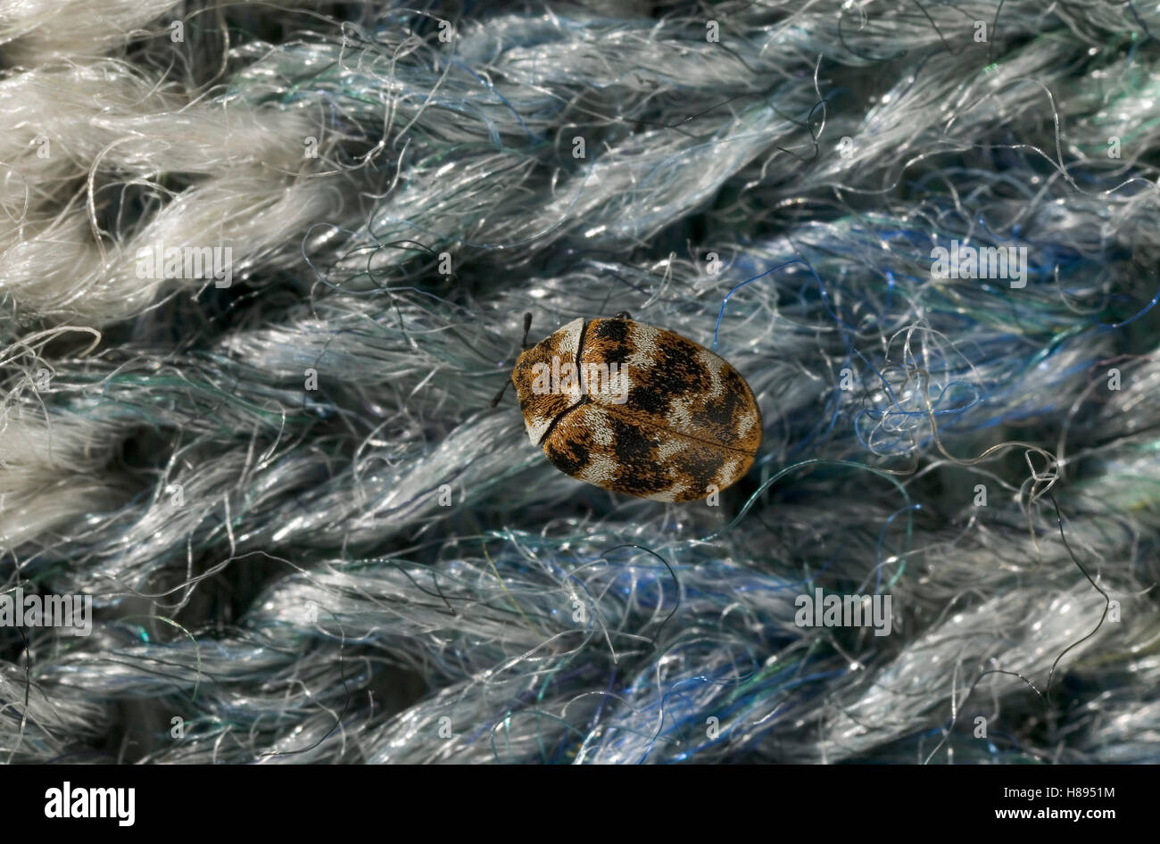 Carpet Beetle (Anthrenus verbasci) as it can damage insect collections ...
