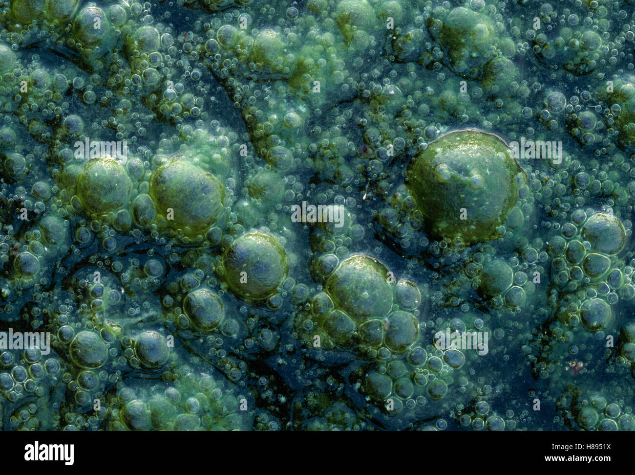 Blanketweed (Cladophora sp) a fast growing filamentous algae that can ...