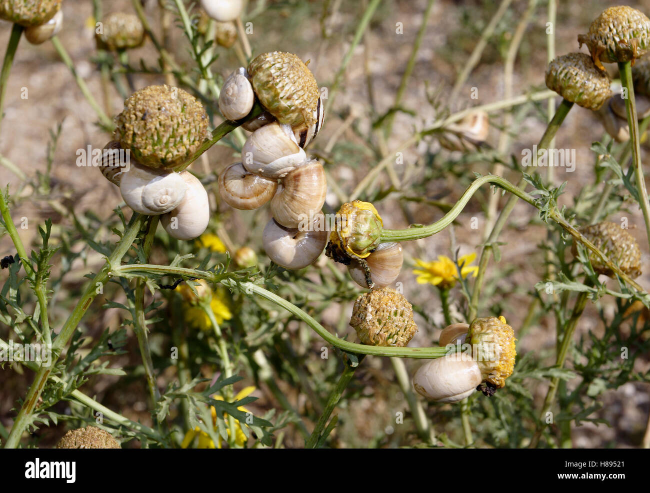 Snails estivating on mayweed, spending the summer in a dormant state ...