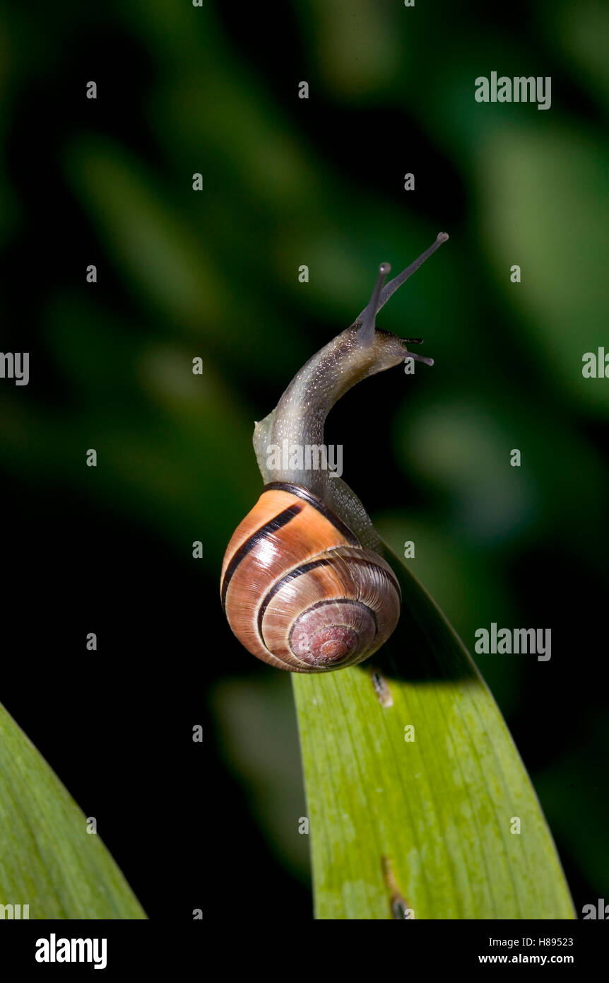 Brown-lipped Snail (Cepaea nemoralis), England Stock Photo - Alamy