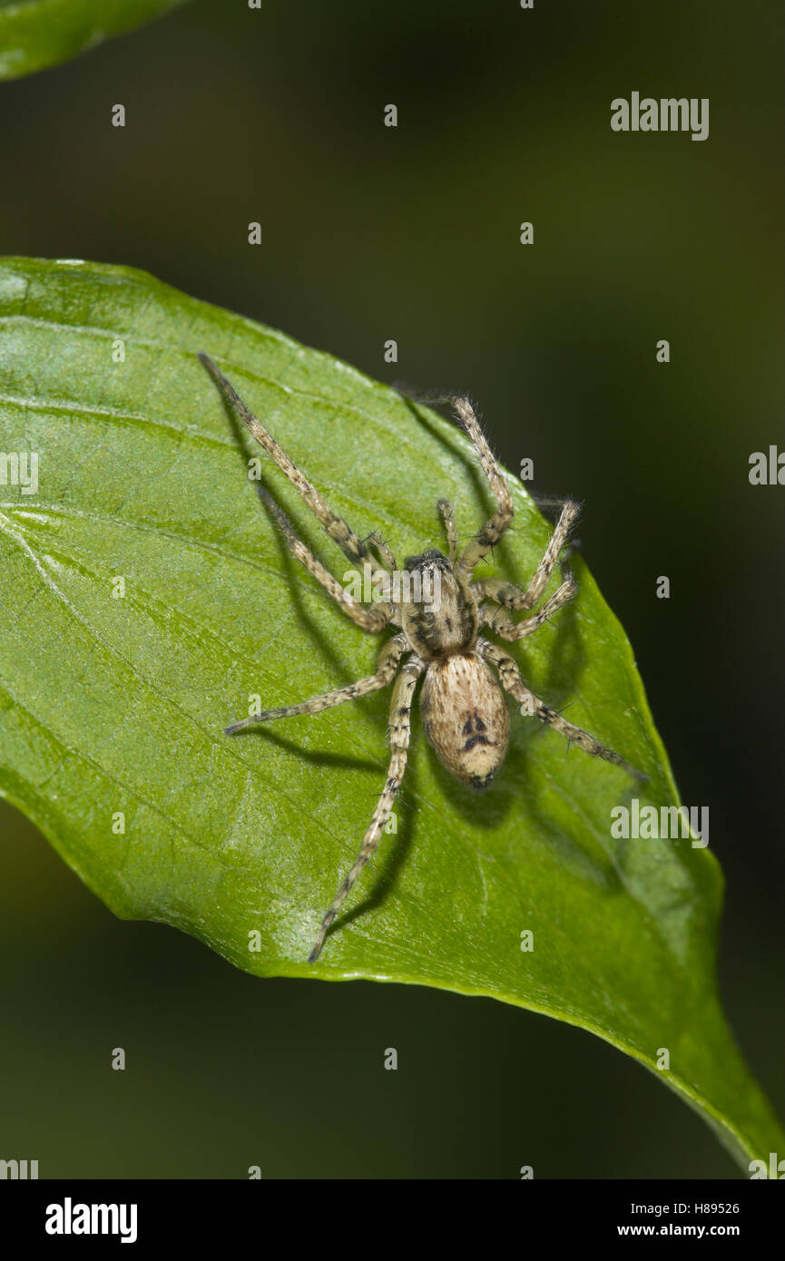 Buzzing Spider (Anyphaena accentuata) male produces an audible buzz by ...