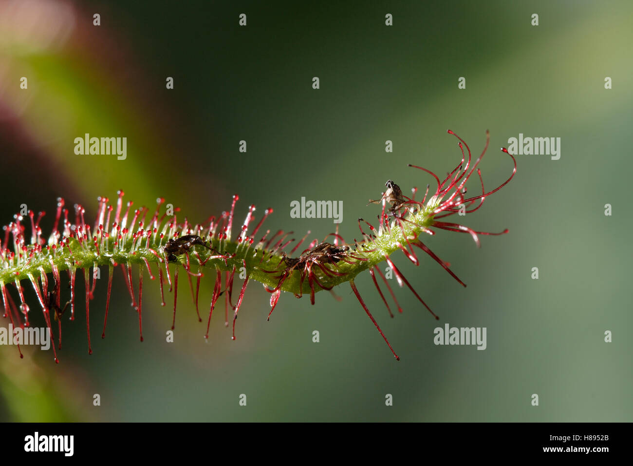 Sundew (Drosera sp) with trapped flies, carnivorous plant that grows in ...