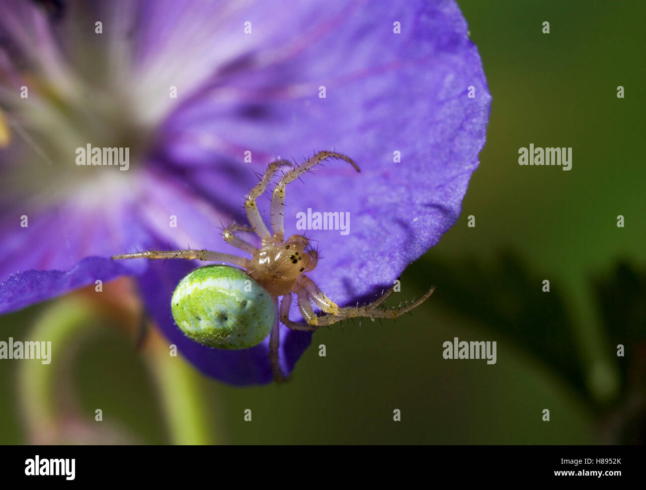 Cucumber Spider (Araniella cucurbitina) on Iris, England Stock Photo ...